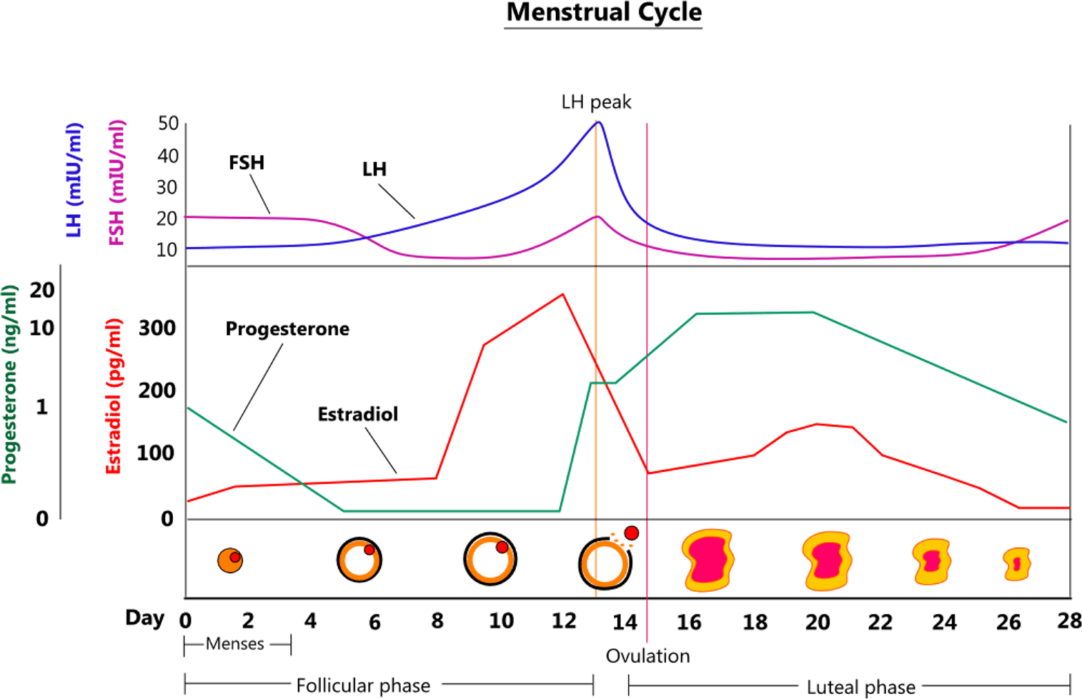 Optimizing FSH for Enhanced Fertility: A Guide – SiPhox Health